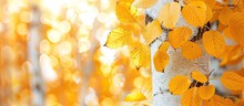 Leaves On A Tree With Cathedral Free Stock Photo - Public Domain Pictures