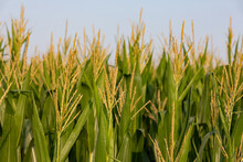 Corn Tassels Free Stock Photo - Public Domain Pictures