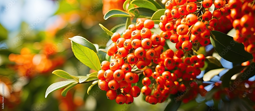 Pyracantha coccinea, commonly known as Firethorn, is a vibrant and eye ...