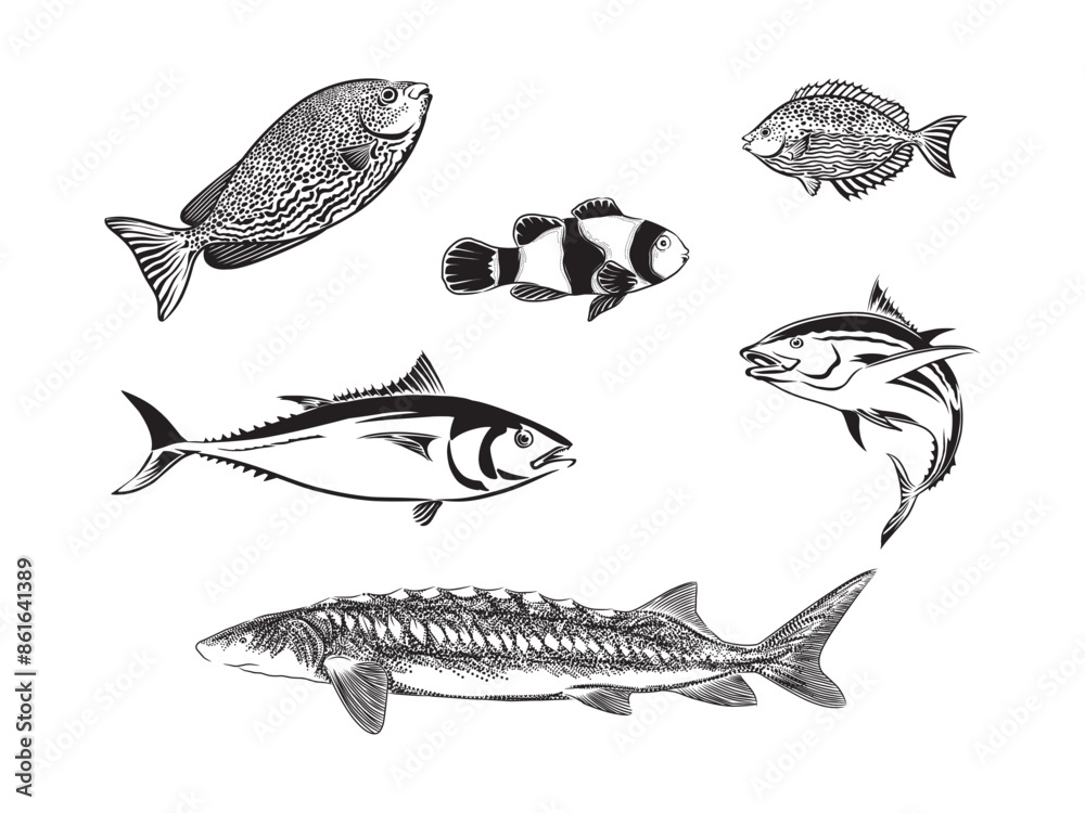 fishes collection on white background. Varieties of ornamental popular ...