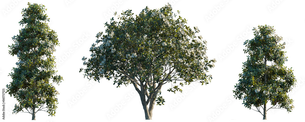 Set of 3 Magnolia Grandiflora (Southern Magnolia, Bull Bay Grandiflora ...