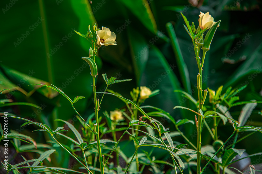 Close up of fresh Bhindi, Lady Fingers,Okra green vegetable Abelmoschus ...
