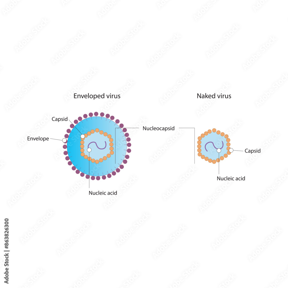 Diagram of virus structure - naked and enveloped virus - nucleic acid ...