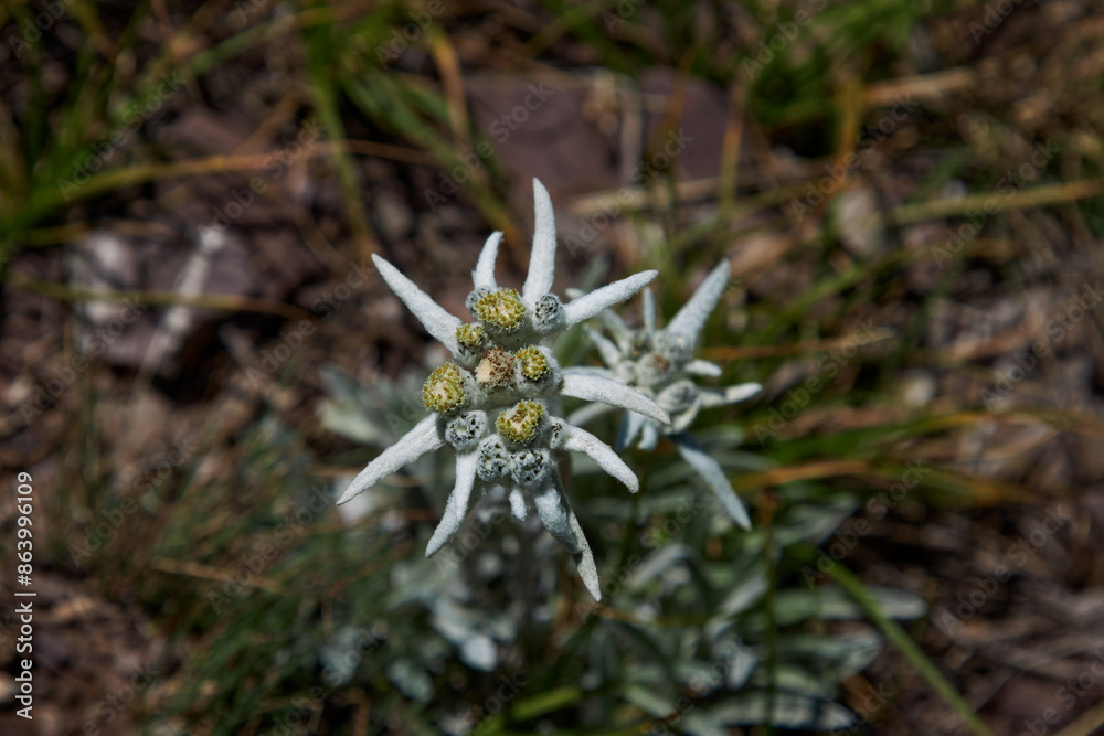 Alpine flower Edelweiss, Leontopodium. Dicotyledonous herbaceous plant ...