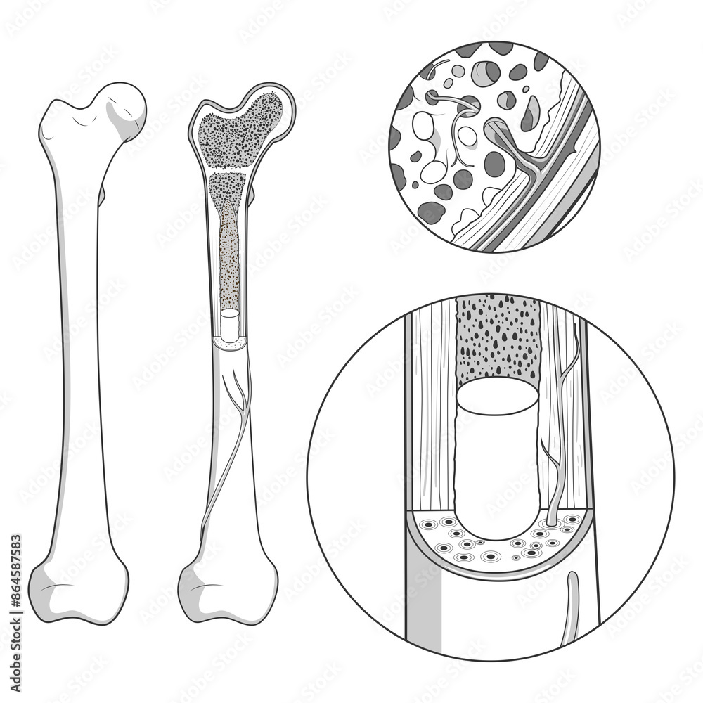 Bone structure medical educational science PNG illustration. Bone ...