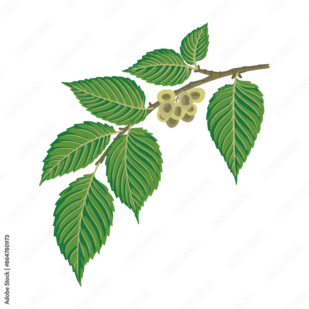 vector drawing elm tree branch with seeds and green leaves isolated at ...
