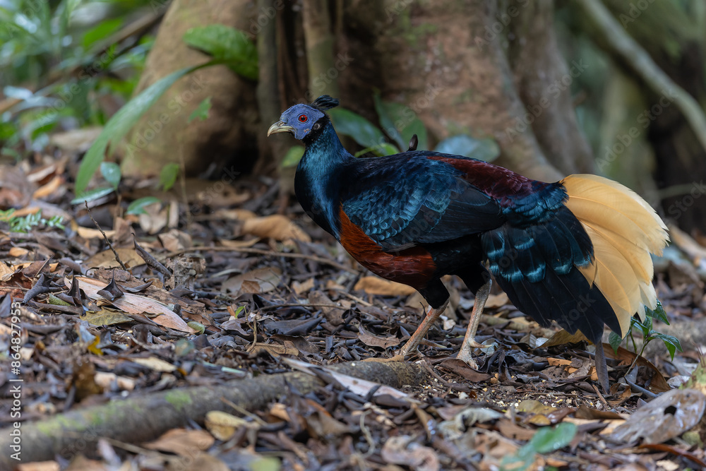 A magnificent Bornean Crested Fireback, scientifically known as Lophura ...