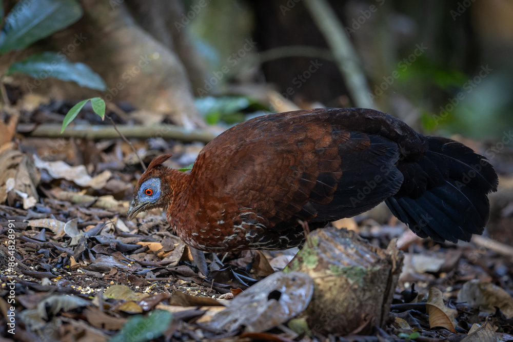 A magnificent Bornean Crested Fireback, scientifically known as Lophura ...