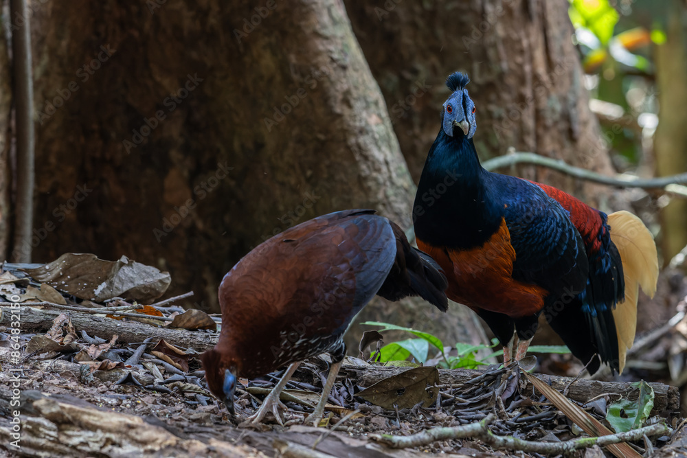 A magnificent Bornean Crested Fireback, scientifically known as Lophura ...