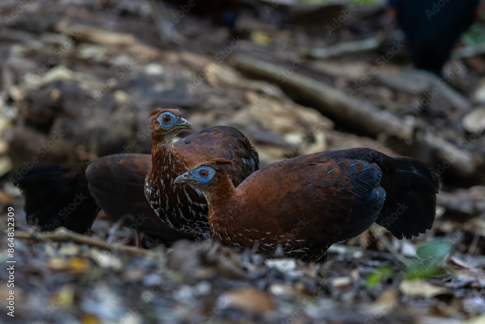 A magnificent Bornean Crested Fireback, scientifically known as Lophura ...