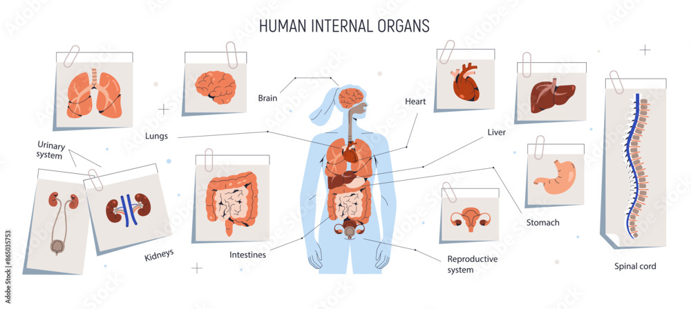 Image vectorielle Stock Body chart, human internal organs. Anatomy ...