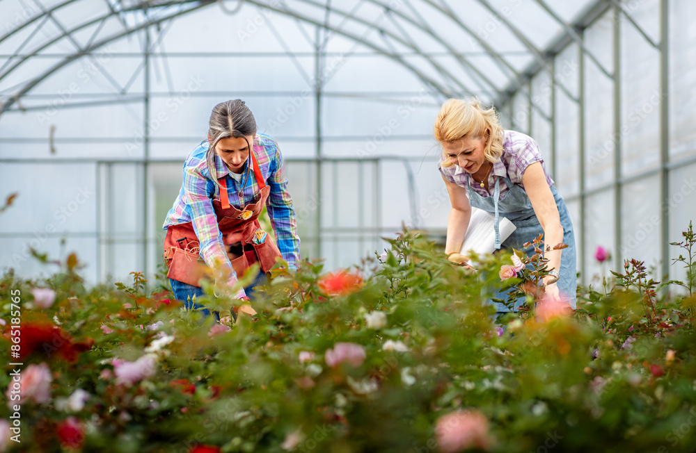 Two women working in the flower greenhouse selecting roses for ...