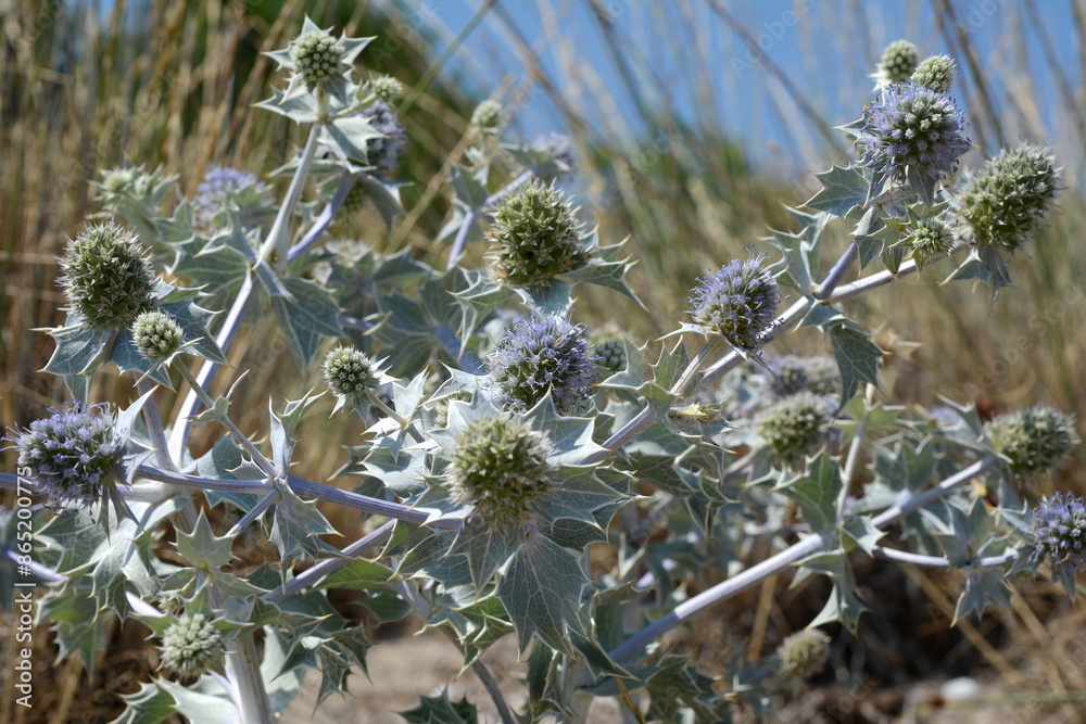 Eryngium maritimum, the sea holly or seaside eryngo. The plant has a ...