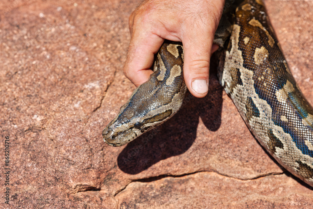 african rock python snake relocation , on a granite stone, man catching ...