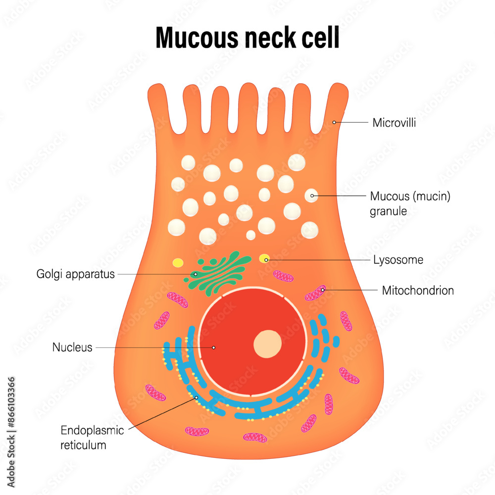 The Mucous neck cells of the stomach wall vector. Types of secretory ...