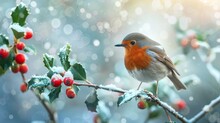 Christmas Robin Holly Branch Free Stock Photo - Public Domain Pictures