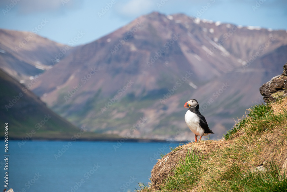 Atlantic Puffins while nesting in Eastern part of Iceland の Stock フォト ...