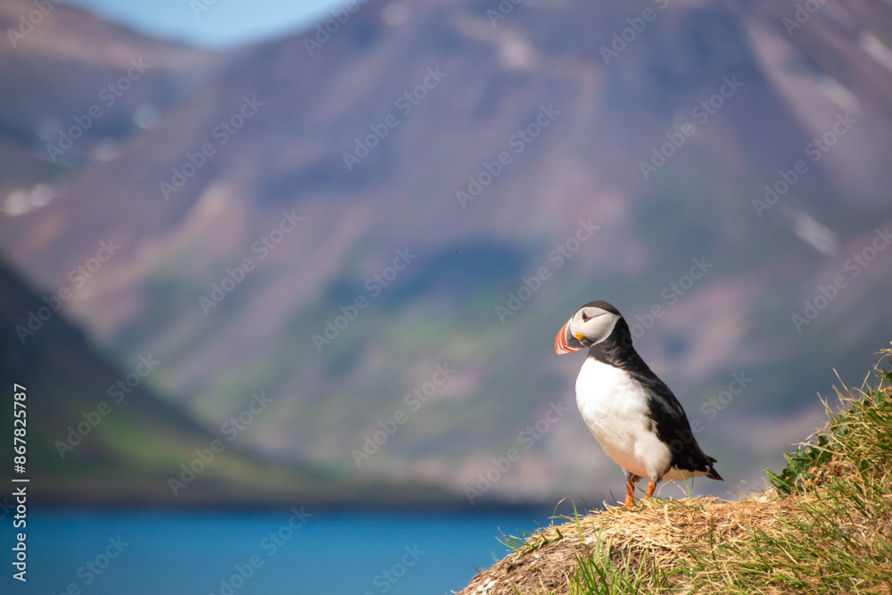 Foto de Stock Atlantic Puffins while nesting in Eastern part of Iceland ...