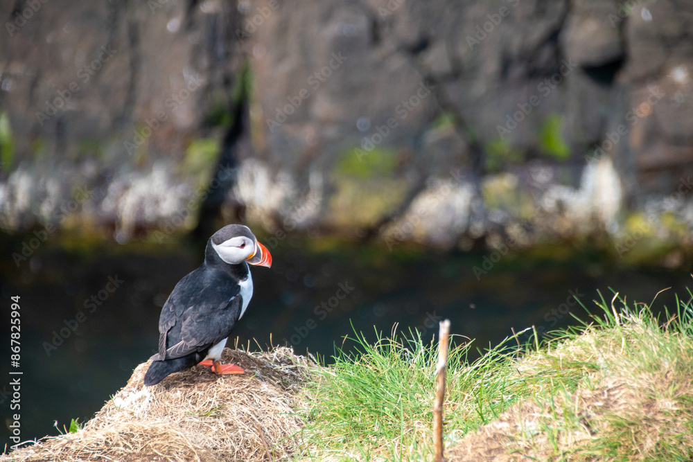 Atlantic Puffins while nesting in Eastern part of Iceland の Stock フォト ...