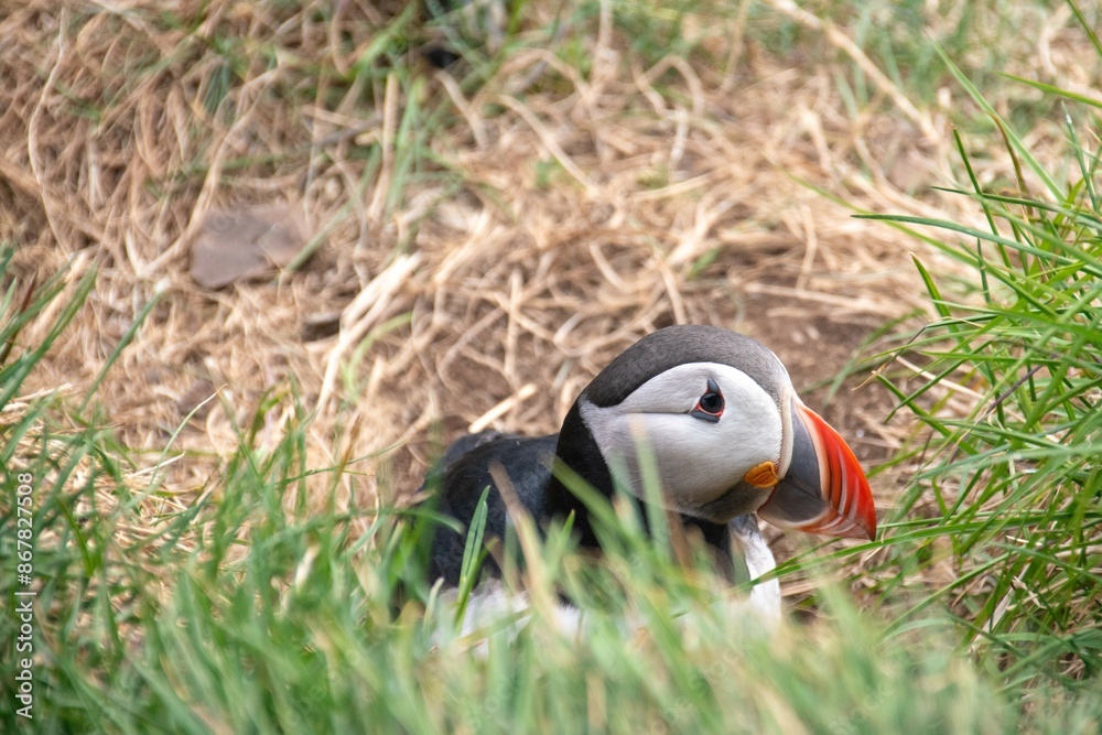 Foto stock di Atlantic Puffins while nesting in Eastern part of Iceland ...