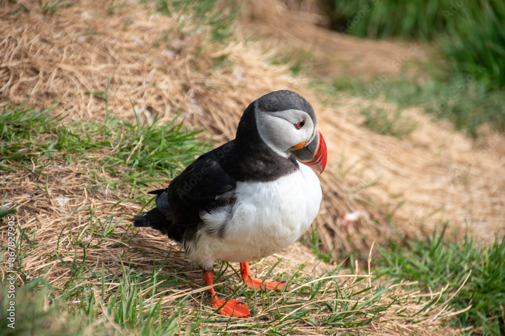 Foto de Stock Atlantic Puffins while nesting in Eastern part of Iceland ...
