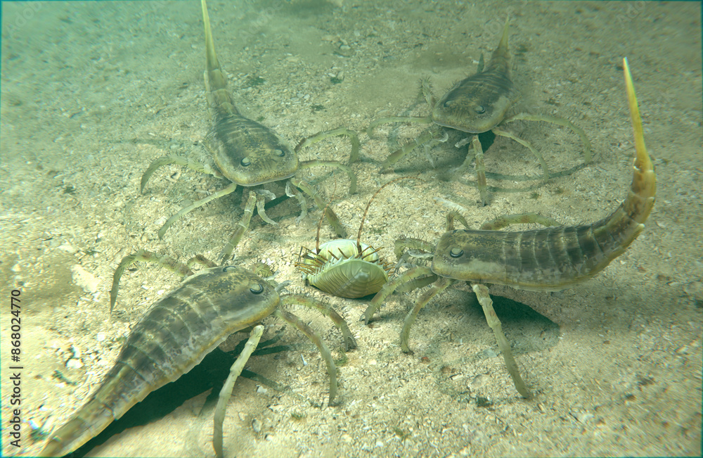 An illustration of the extinct Eurypterids Kokomopterus (sea scorpions ...