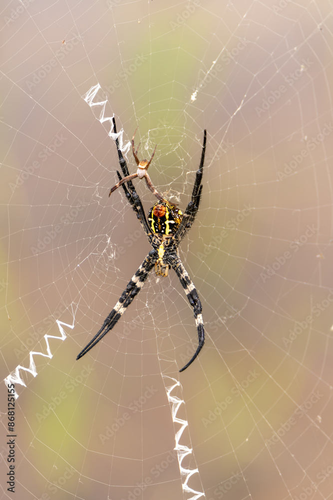Female spiders are considerably larger than males. The scientific name ...