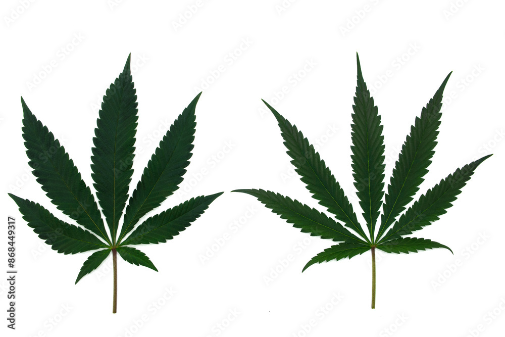 Two different beautiful cannabis leaves in a marijuana leaf in set ...