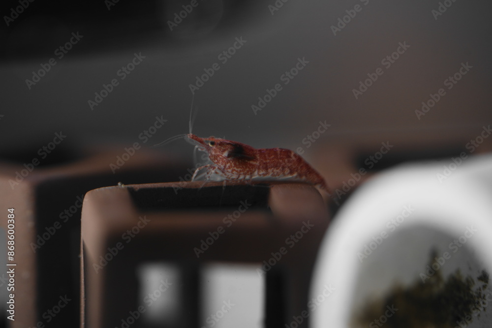 Cherry Shrimp (Neocaridina davidi var. "red") are popular freshwater ...