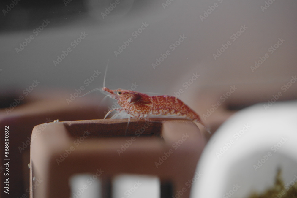 Cherry Shrimp (Neocaridina davidi var. "red") are popular freshwater ...