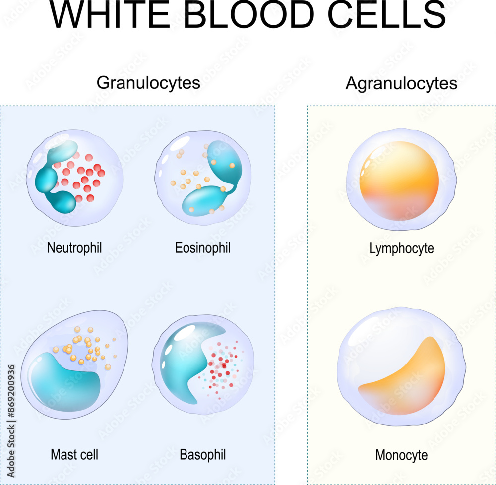 Types of leukocytes. Granulocytes and Agranulocytes. White blood cells ...