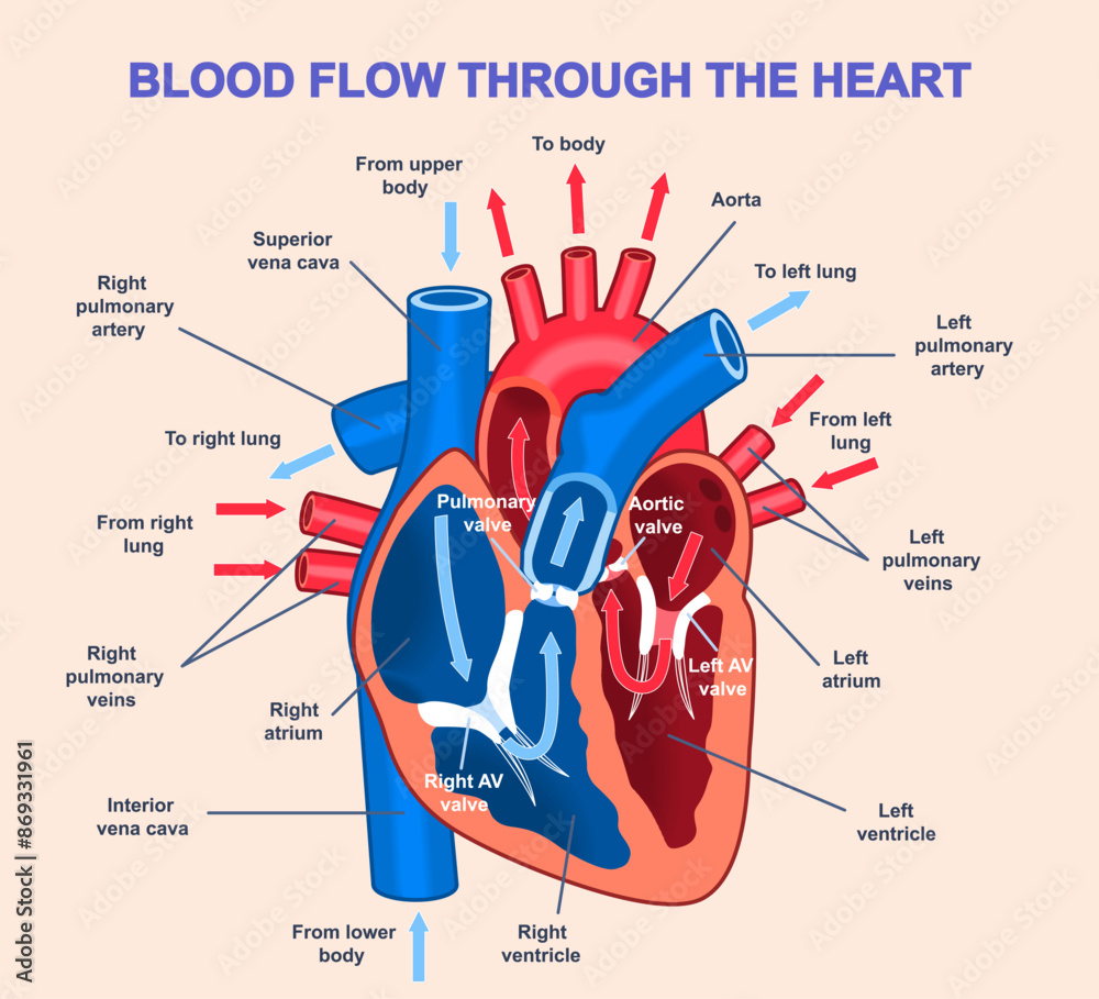 Blood flow through heart. Medical infographics with circulation of arterial and venous blood ...