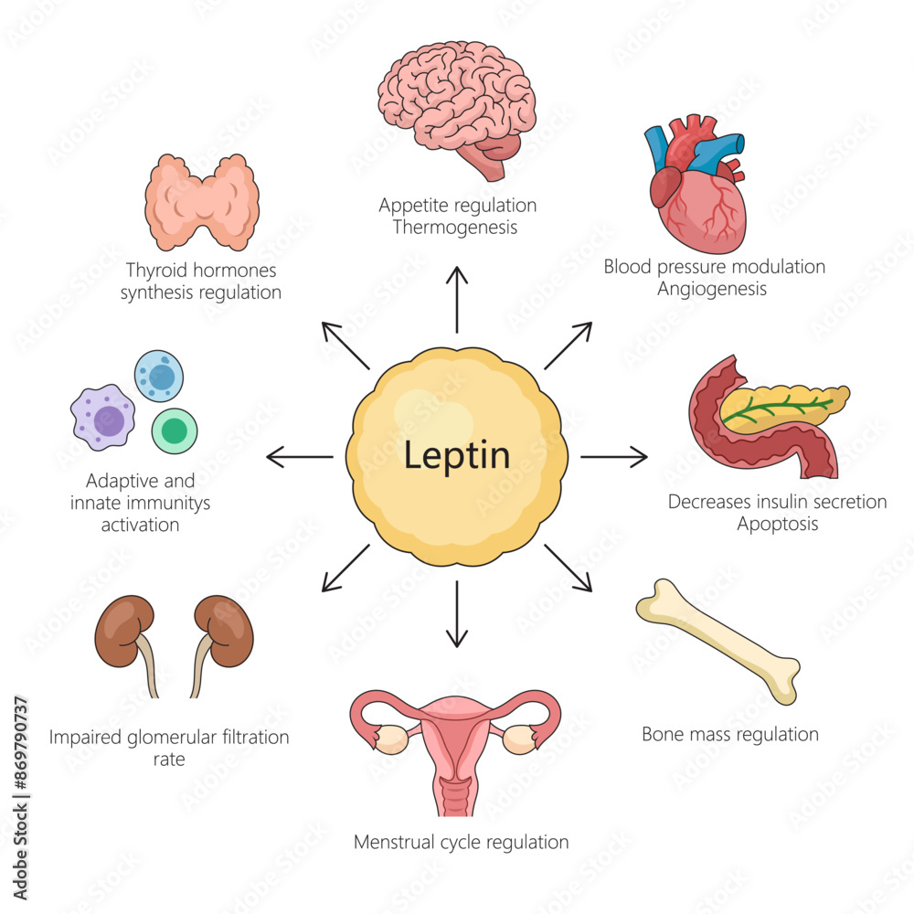 functions of leptin hormone, including appetite regulation, immune ...