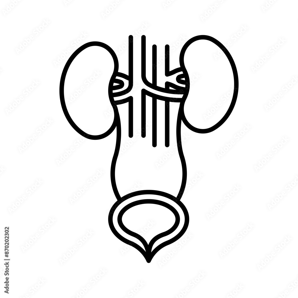 Urinary system, line icon. Kidney, ureter, urinary bladder, adrenal ...
