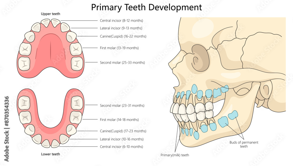 development stages of primary teeth, timelines for each type of tooth ...