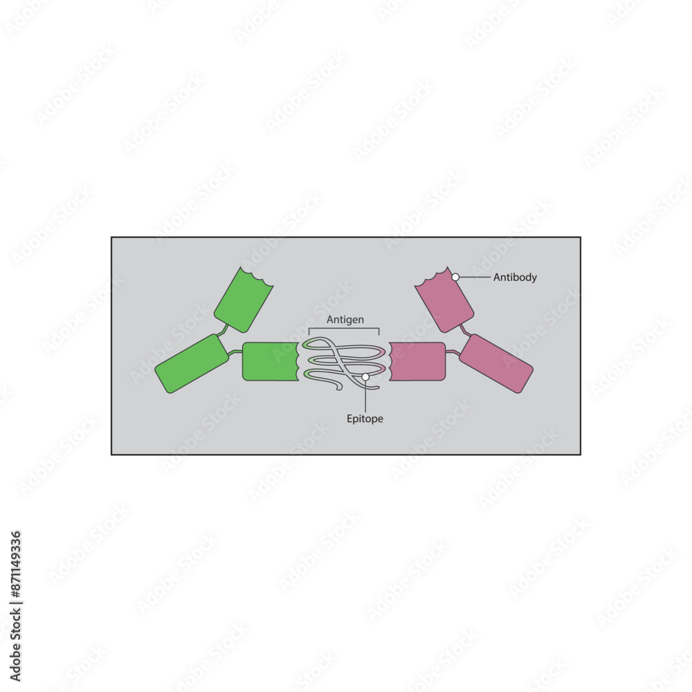 Diagram of antigen, antibody, epotope complex - component of immune ...