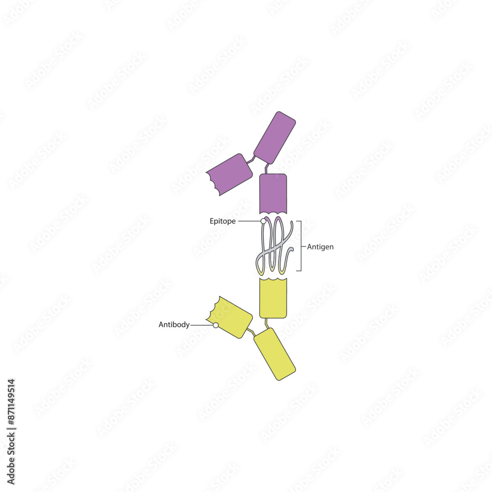 Stock-Vektorgrafik „Diagram of antigen, antibody, epotope complex ...