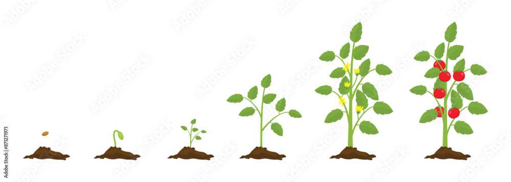 Tomato plant growth stages from seed to flowering and fruiting plant ...