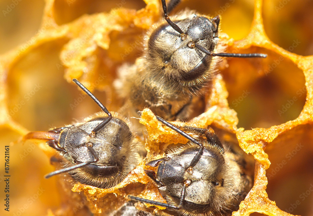 Preparing bPreparing bees to emerge from cocoons. Bees are expanding ...