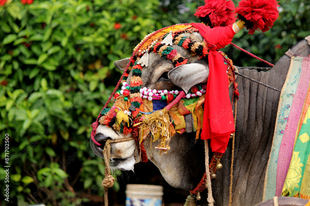 Happy Pongal religious traditional festival of south Indian cow with ...