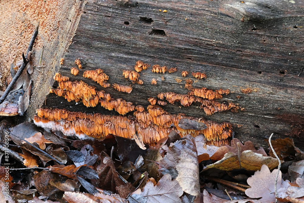 Pycnoporellus alboluteus, commonly known as the orange sponge polypore ...