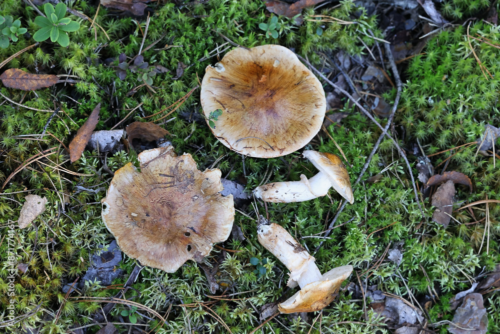 Tricholoma focale, also called Tricholoma zelleri,. commonly known as ...
