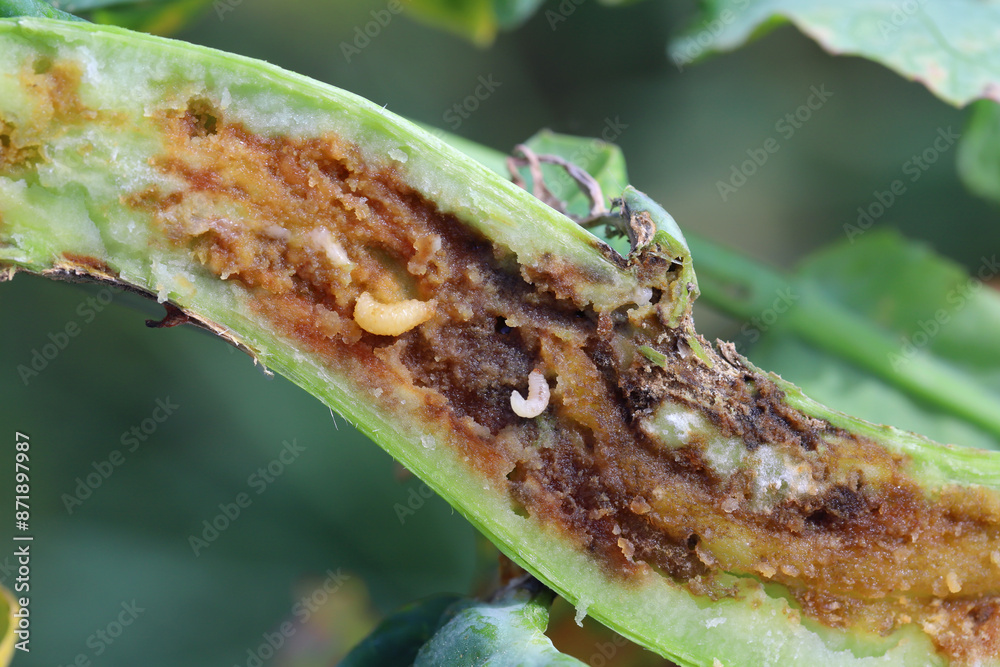 Larvae of cabbage stem weevil (Ceutorhynchus pallidactylus) in the ...