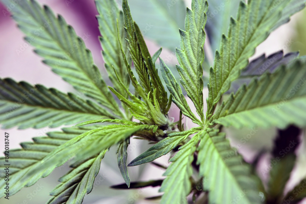 Cannabis first leaves close up modern high quality print medical ...