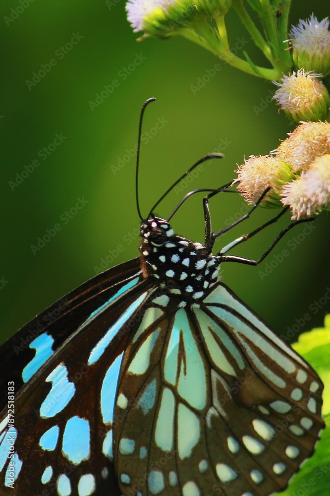 beautiful blue tiger butterfly (tirumala limniace) found in south asia ...