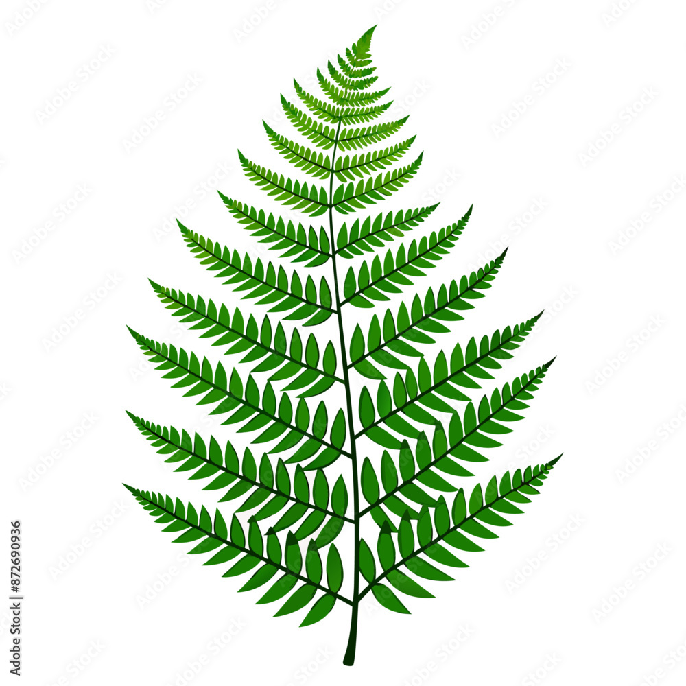 fern clipart cartoon Illustration drawing Stock Vector | Adobe Stock