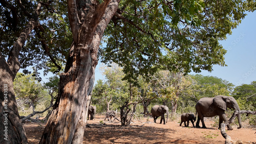 Safari Skyline At Chobe National Park In Kasane Botswana. African ...