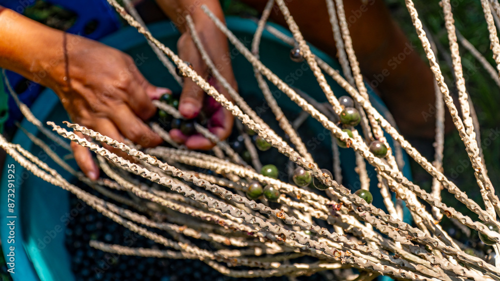 Açaí Nativo Ilha Marajó Amazônia Pará Brasil Fruta Colheita Agricultura ...