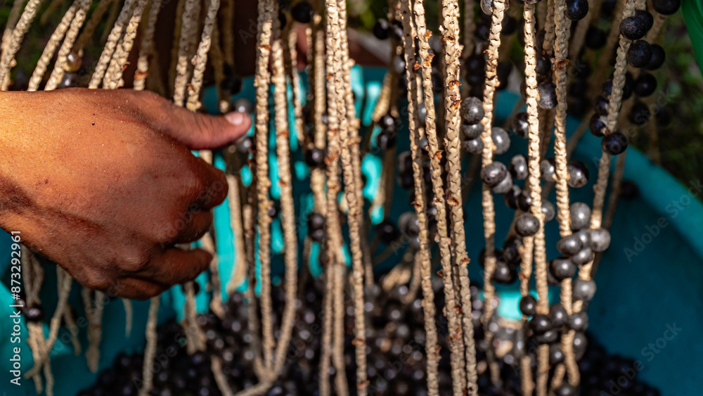 Fotografie Açaí Nativo Ilha Marajó Amazônia Pará Brasil Fruta Colheita ...