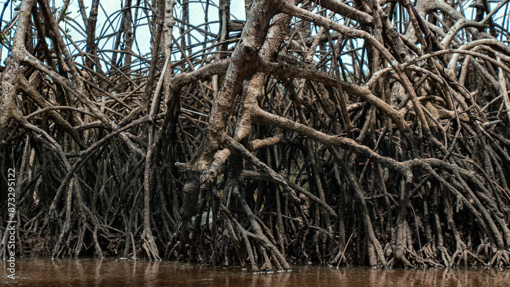 Stock-Foto „Mangue Manguezal Ilha Marajó Amazônia Pará Brasil Pântanos ...